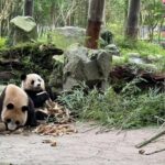 Dujiangyan Panda base & Irrigation System Private Day Tour - Practical Details and What to Expect