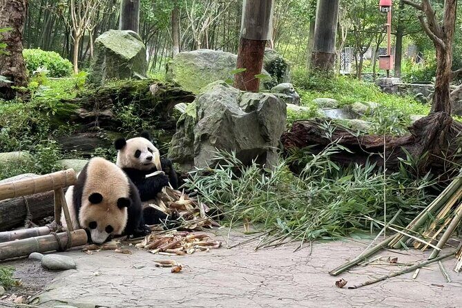 Dujiangyan Panda base & Irrigation System Private Day Tour - Practical Details and What to Expect