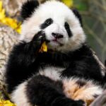 Dujiangyan: Panda Valley Ticket with Souvenir Charm - Final Thoughts: Who Should Consider This Experience?