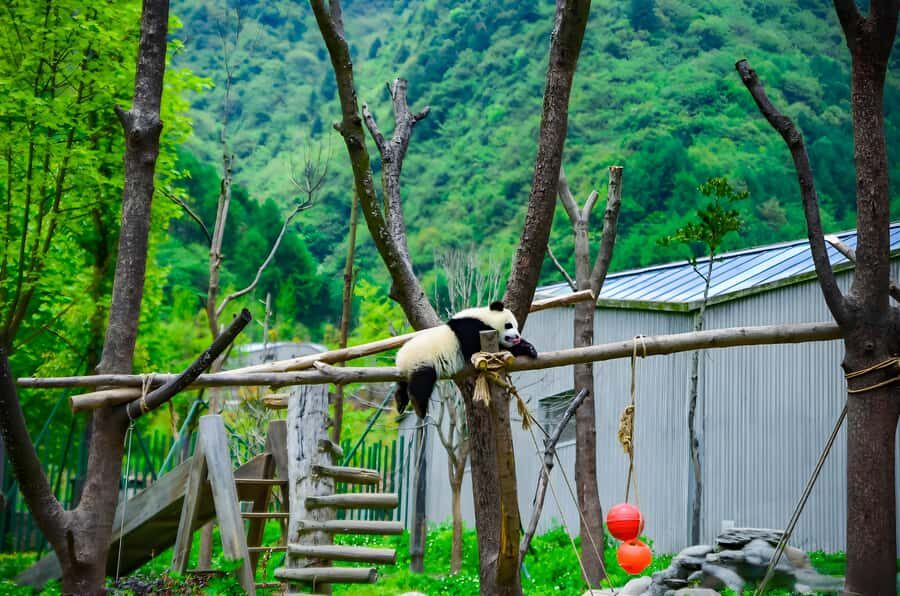 Dujiangyan: Wolong Shenshuping Panda Garden Ticket - Who Will Love This Tour?