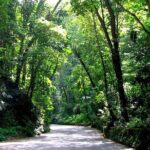 Dunn's River Falls and OchoRios Highlight View Scenic Fern Gully - Authentic Jamaican Experience