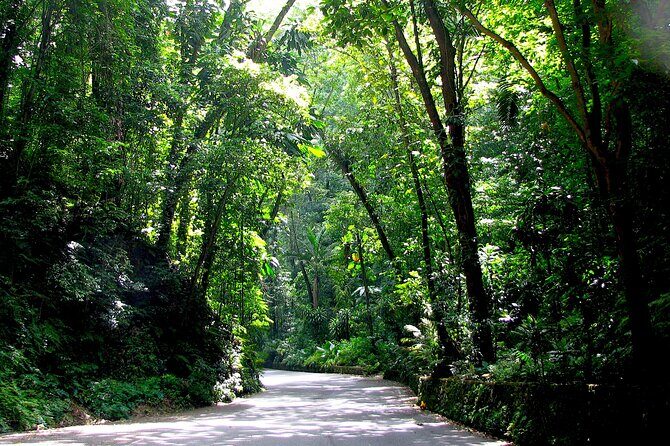 Dunn's River Falls and OchoRios Highlight View Scenic Fern Gully - Authentic Jamaican Experience