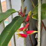 Dunns River Falls Mahogany Beach and Hilltop Lookout Tour - What’s Included and What to Consider