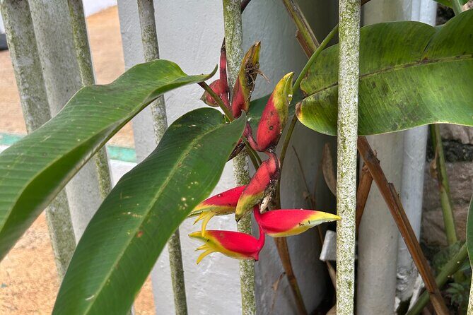 Dunns River Falls Mahogany Beach and Hilltop Lookout Tour - What’s Included and What to Consider