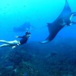 East Nusa Penida Island Snorkeling Tour - From Bali Island - The Sum Up: Is It Worth It?