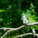 Eastern Hokkaido: Canoe, Stargazing, and Birdwatching - What Makes This Tour Stand Out