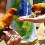 Eco Explorers Waterfall, Rainforest, local Shopping with lunch - Authentic Experiences and Practical Insights