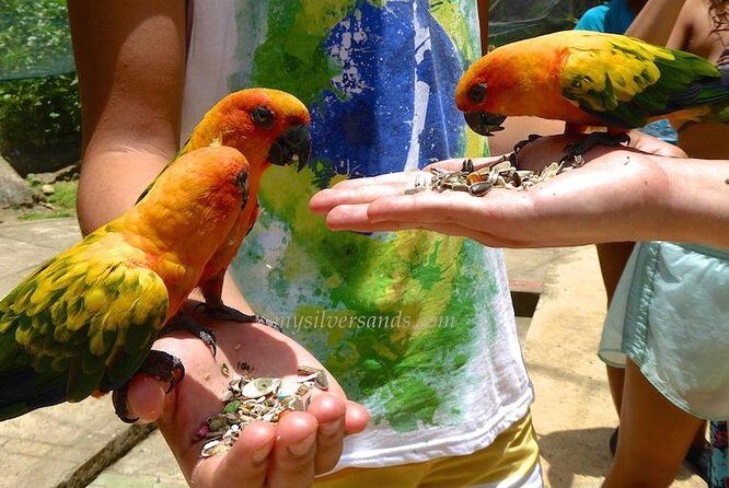 Eco Explorers Waterfall, Rainforest, local Shopping with lunch - Authentic Experiences and Practical Insights