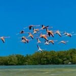 Eco Safari through the Ria Lagartos Natural Park - FAQ