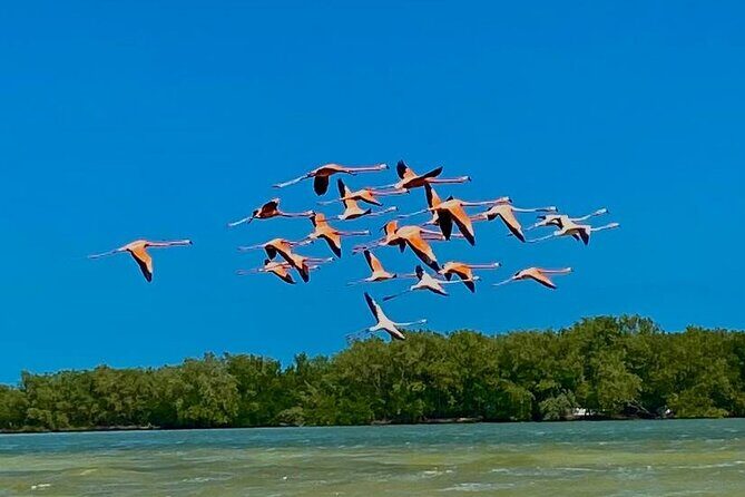 Eco Safari through the Ria Lagartos Natural Park - FAQ