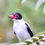 El Suzanne Estate Birding & Nature Reserve Tour - Who Will Love This Tour?