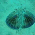 Elegance Catamaran turtles swim and lunch cruise - Who Will Love This Tour?