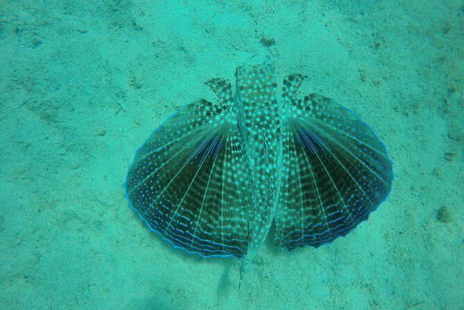 Elegance Catamaran turtles swim and lunch cruise - Who Will Love This Tour?