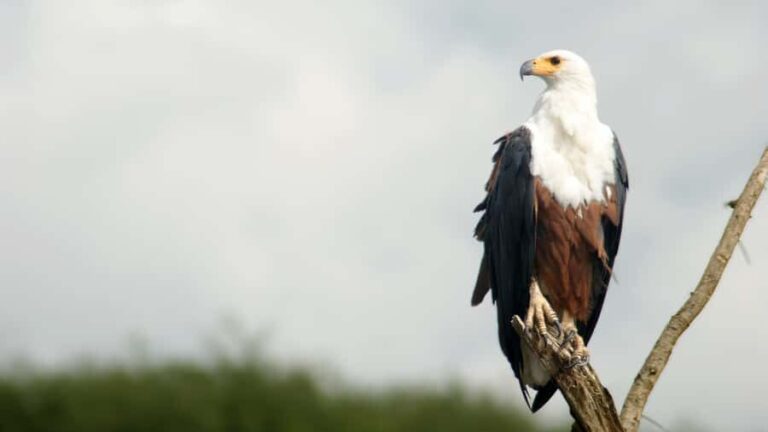 Elephant & Birdwatching Safari in Minneriya with Binoculars - The Itinerary: What Makes Each Stop Special