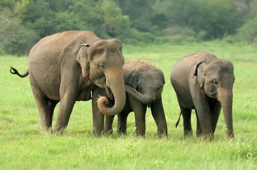Elephant Migration Safari at Hurulu Eco Park - Why Choose the Elephant Migration Safari at Hurulu Eco Park?