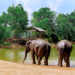 Elephant Sanctuary Small Group Tour in Phuket - What to Expect from the Itinerary