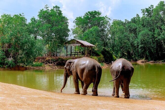 Elephant Sanctuary Small Group Tour in Phuket - What to Expect from the Itinerary