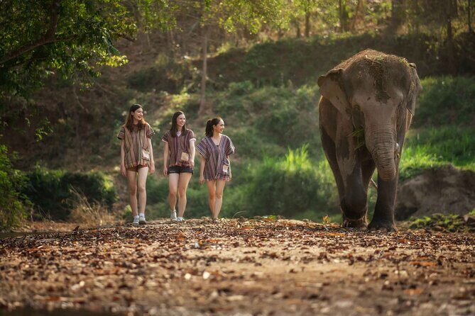 Elephant Sanctuary with Thai Cooking Experience in Chiang Mai - What Makes This Tour Stand Out?
