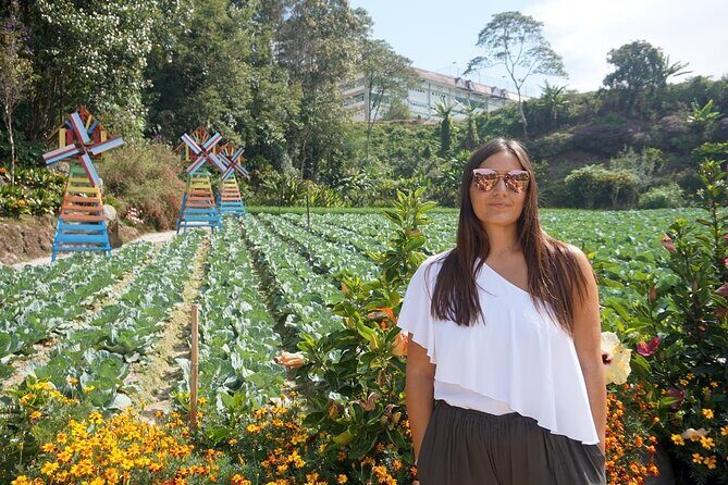 Elevate Your Senses: A Day of Wonders in Cameron Highlands! - Who Will Love This Tour?