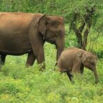 Ella, Bandarawela or Haputale to Udawalawe Safari With Jeep - The Itinerary and What Youll Experience