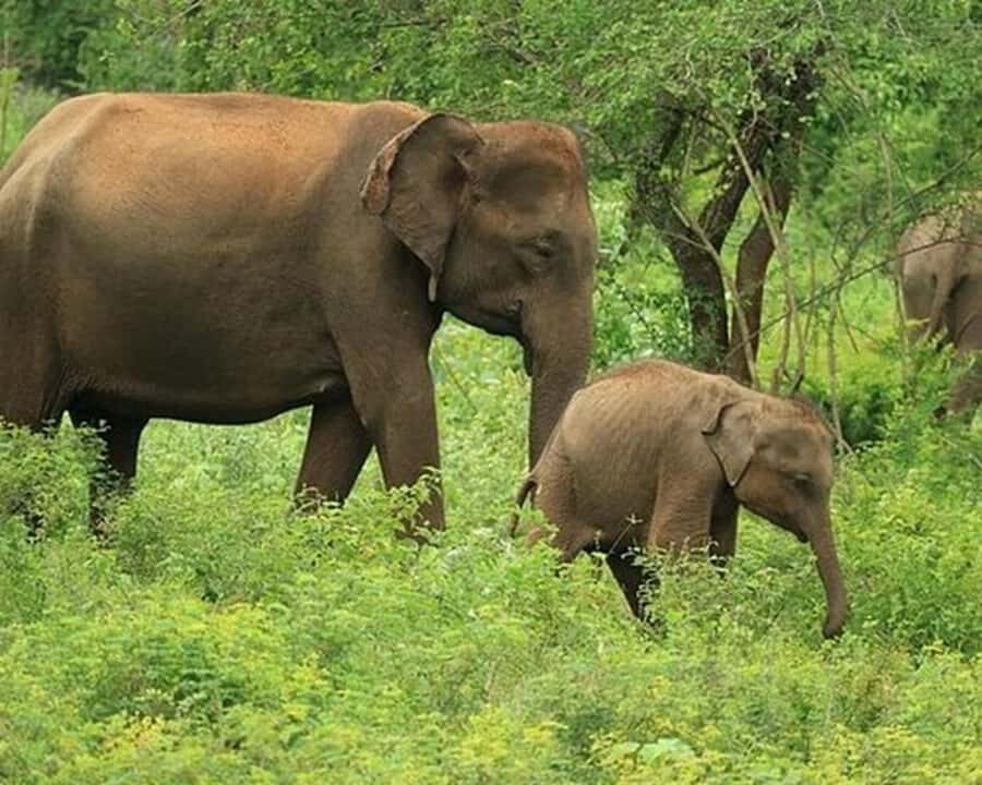 Ella, Bandarawela or Haputale to Udawalawe Safari With Jeep - The Itinerary and What Youll Experience