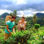 Ella: Halpe Tea Factory Tour with Tuk-Tuk Scenic Drive - What To Expect: Practical Details