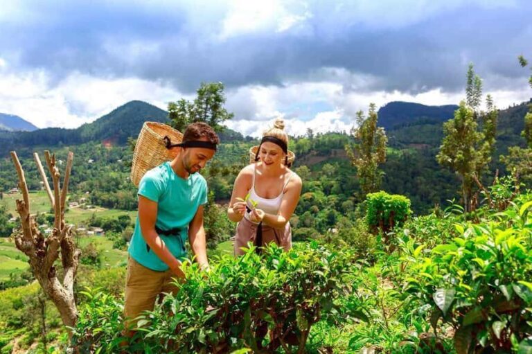 Ella: Halpe Tea Factory Tour with Tuk-Tuk Scenic Drive - What To Expect: Practical Details