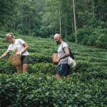 Ella: Hands-On Tea Making Experience with Tasting - Walking Through the Tea Garden