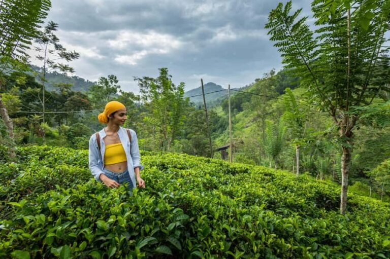 Ella: Pekoe Trail Stage 16 Guided hike (Ella-Demodara) - What the Tour Includes and Its Value