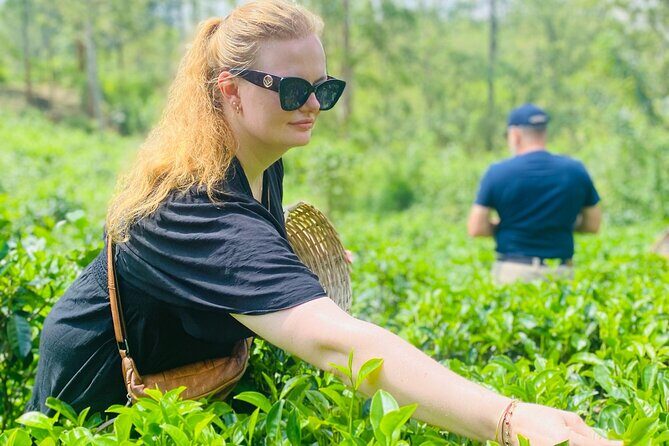 Ella Tea Making Experience Tour With Tasting & Snacks - Who Will Love This Tour?