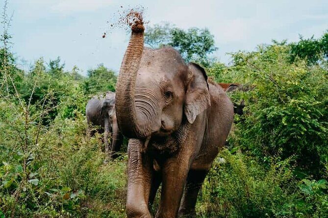 Ella to Udawalawa Wildlife Safari and Drop Down South - What to Pack and What to Expect