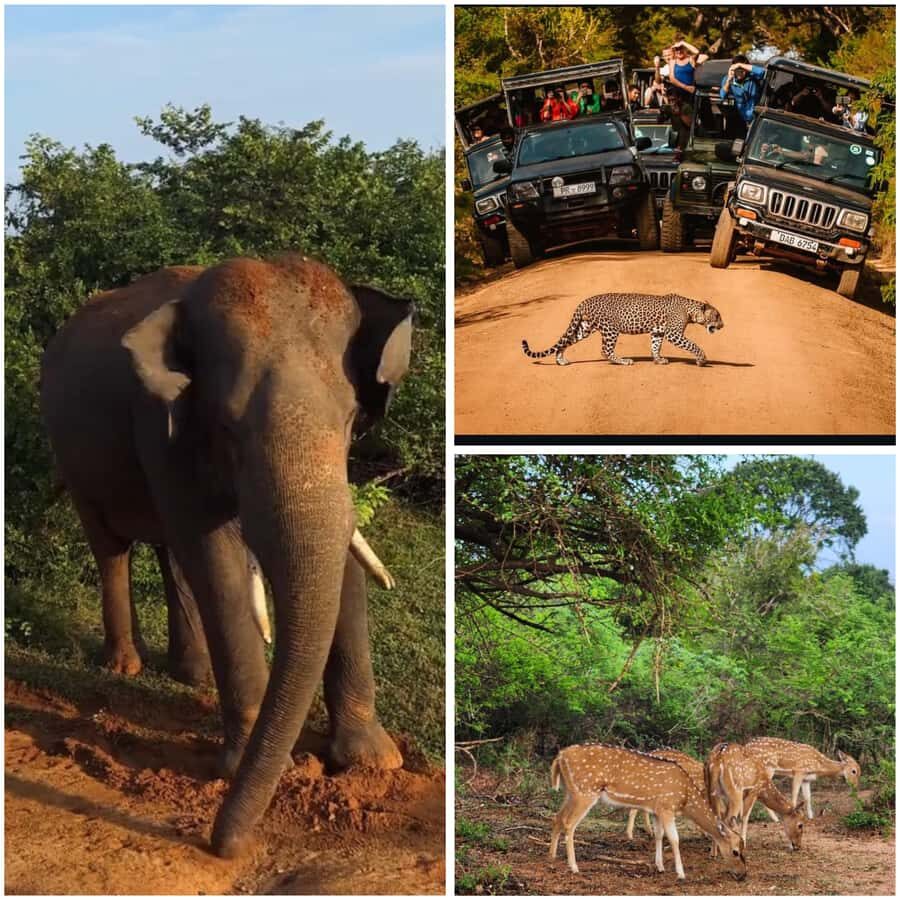 Ella: Udawalawe National Park Safari with Pickup - What Travelers Say