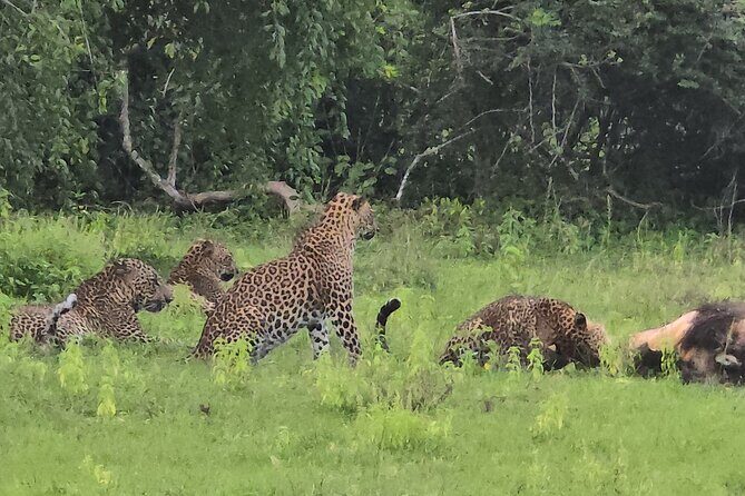 Ella, Yala & Mirissa: Nature and Adventure Escape All Inclusive - Why This Tour Offers Great Value