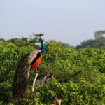 Ella: Yala National Park Safari with Coastal Drop-Off - What Travelers Say: Real Opinions and Insights