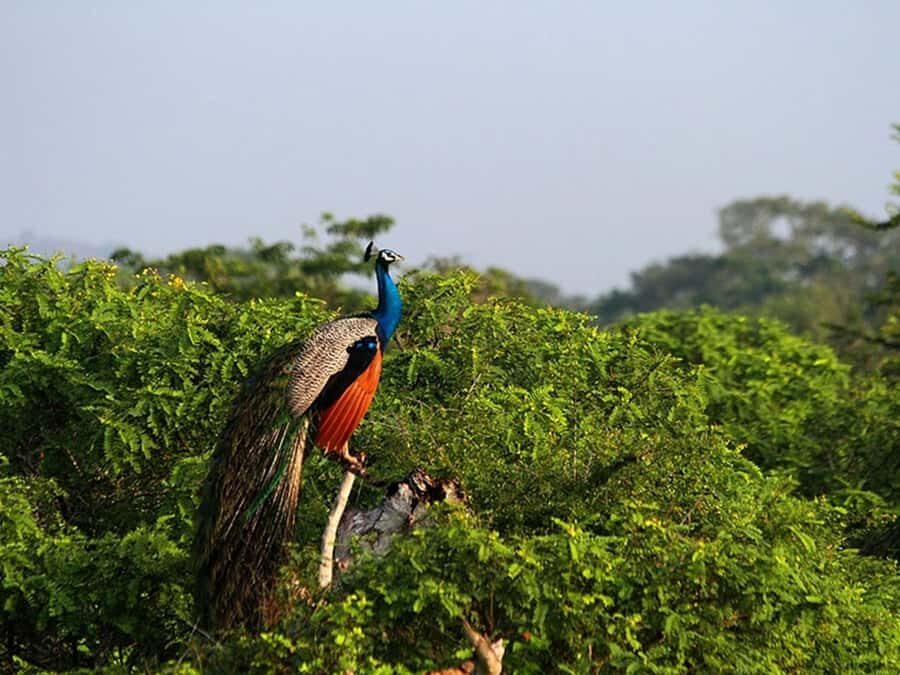 Ella: Yala National Park Safari with Coastal Drop-Off - What Travelers Say: Real Opinions and Insights