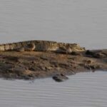 Enjoy a one-day leopard safari in Wilpattu or Yala. - Exploring Wilpattu or Yala: The Highlights