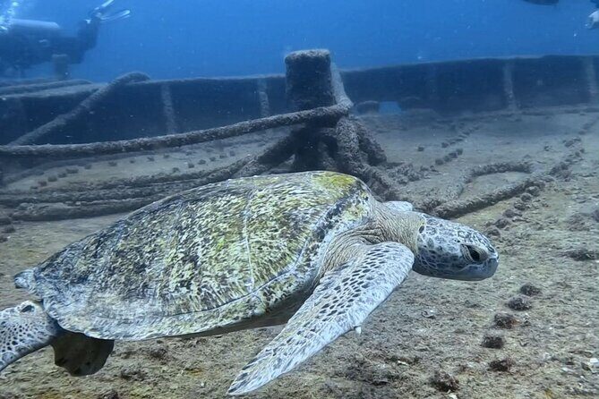 Espiritu Santo Private SCUBA Tour for Beginners - Why This Tour Offers Good Value