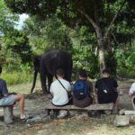 Ethical Elephant Sanctuary from Phuket (NO RIDE) - Who Should Consider This Tour?