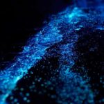 Evening James Bond Island&Plankton Tour by Private longtail. - A Complete Breakdown of the Experience