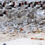 Everglades: 2 hour Manatee, Dolphin & Birding Boat Tour - Who Should Consider This Tour?