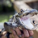 Everglades Airboat Tour from Miami w/ Park Entry & Transport - The Itinerary in Detail