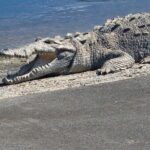 Everglades National Park: 3 Hikes + 90 minute Boat Tour + Lunch - Potential Drawbacks to Keep in Mind