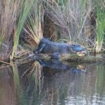 Everglades National Park: Mangrove Wilderness Tour - Is This Tour Right for You?