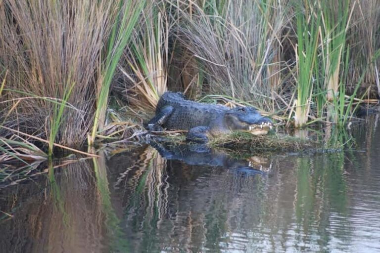Everglades National Park: Mangrove Wilderness Tour - Is This Tour Right for You?