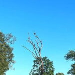 Everything in Udawalawe (Safari, Accommodation with Half Board) - An In-Depth Look at the Udawalawe Safari Experience