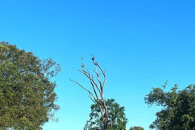 Everything in Udawalawe (Safari, Accommodation with Half Board) - An In-Depth Look at the Udawalawe Safari Experience