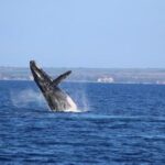 Exceptional Maui Whale Watch - Analyzing the Value