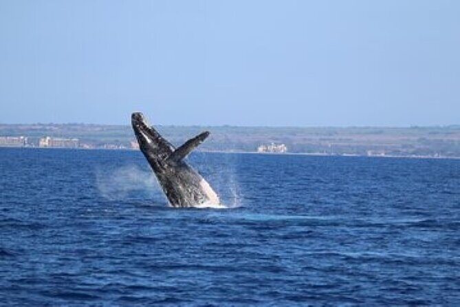 Exceptional Maui Whale Watch - Analyzing the Value