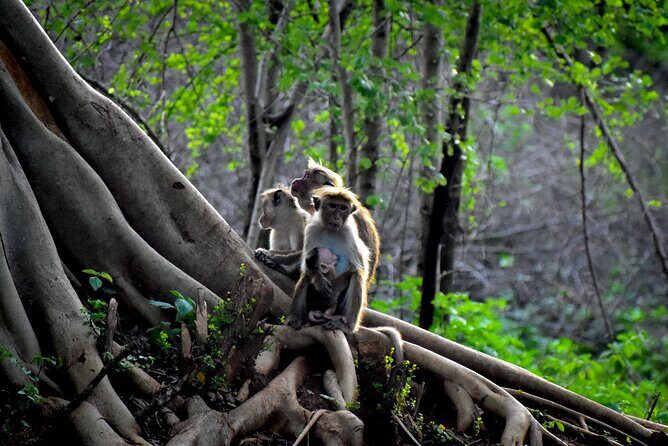 Exclusive 3-Hour Private Jeep Safari at Udawalawe National Park - The Practicalities: Cost, Booking, and Tips