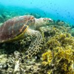 Exclusive 5 Secret Gilis: Snorkeling & Island Hopping - Who Will Love This Tour?